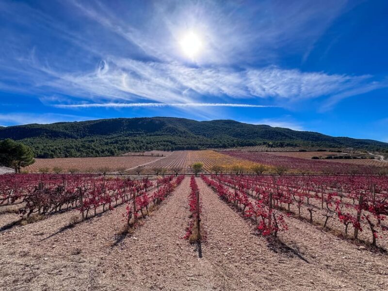 Private Wine Tour to the Costa Blanca Wineries - An In-Depth Look at the Experience