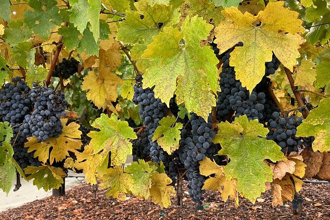 Private Wine Tours of Napa Valley and Sonoma for 2 to 5 people - What Do Past Participants Say?