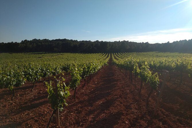 Private Wineries Tour from Valencia (morning tour) - An In-Depth Look at the Experience