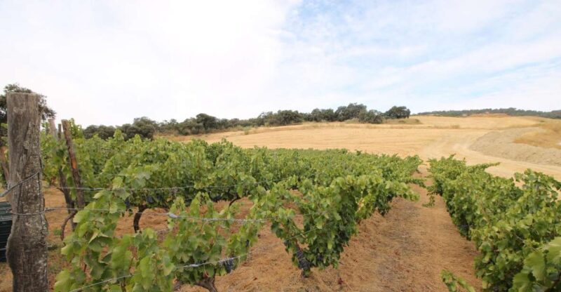 Private Winery Tour and Visit to Ronda - Final Thoughts
