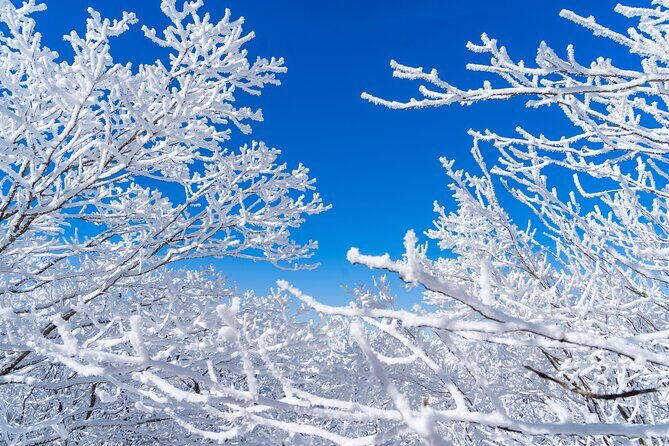 Private Winter Blossom Photo Tour with Free Photo Service - A Practical Look at the Private Winter Blossom Photo Tour in Seoul