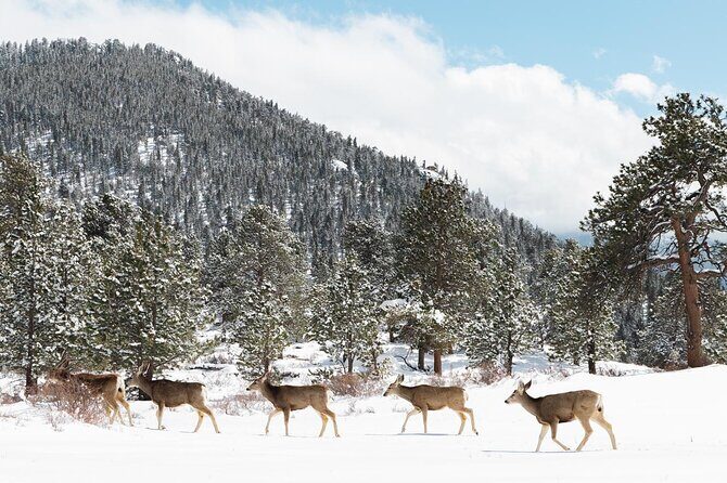 Private Winter Tour + Sledding in Rocky Mountain National Park - What’s Included & What’s Not