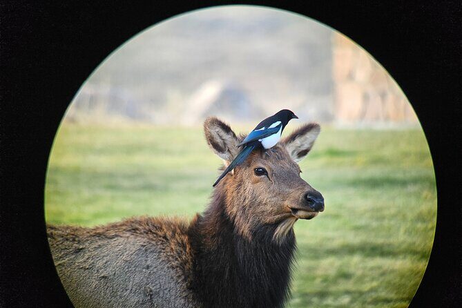 Private Winter Wildlife Tour and Wolves - Authentic Experiences from Past Participants