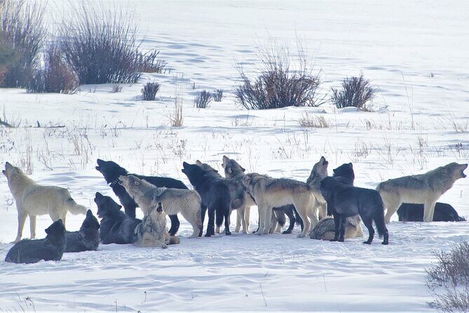 PRIVATE Wolf & Wildlife Watching in Yellowstone's Lamar Valley - The Sum Up