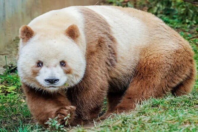 Private Xi'an 3-Day Highlights Tour and Panda Protection Park - FAQ