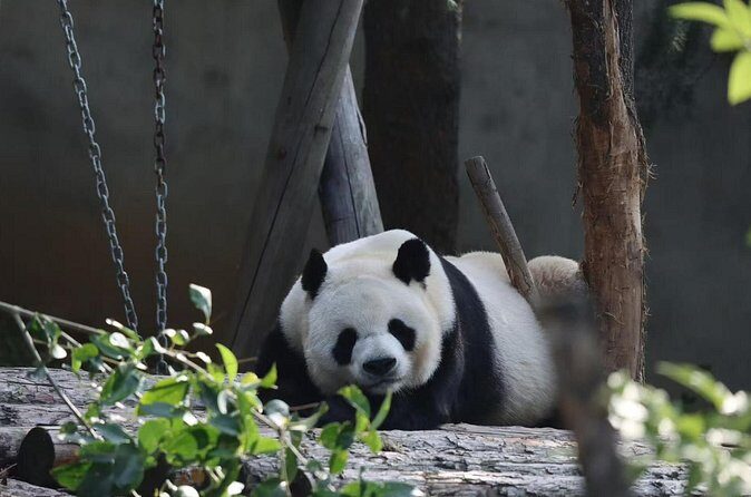 Private Xi'an Half day Panda Qizai Tour - Authentic Insights from Travelers