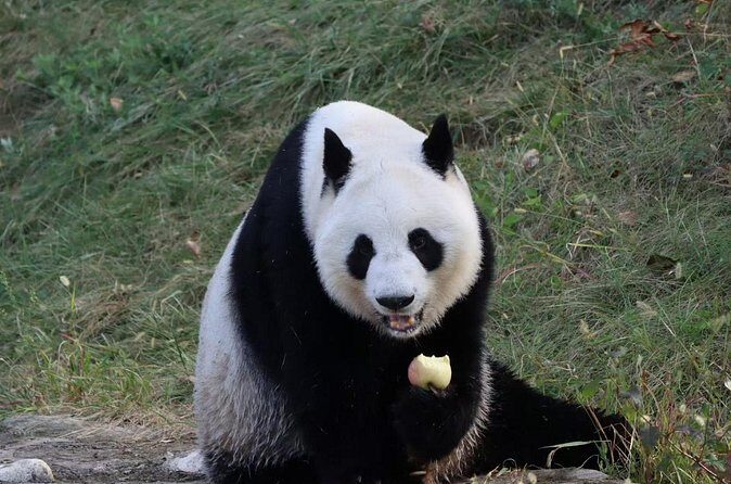 Private Xi'an Half day Panda Qizai Tour - Practical Tips for Your Visit