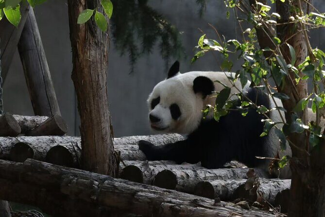 Private Xi'an Half day Panda Qizai Tour - FAQ