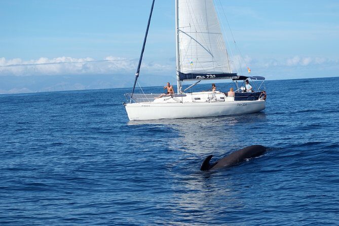 Private Yacht Tour With Whale and Dolphin Watching 33 Foot Boat - A Closer Look at the Experience