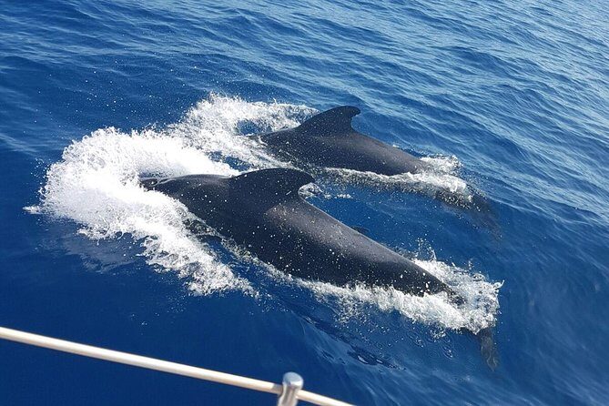 Private Yacht Tour With Whale and Dolphin Watching 42 Foot Boat - The Value: Is It Worth the Price?