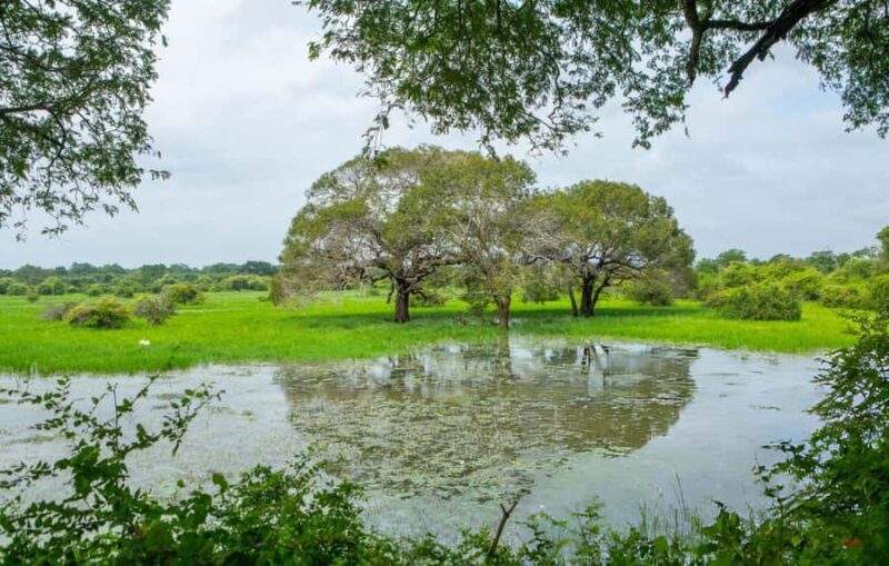 Private Yala Safari from Galle  Eco Jeep Adventure - Key Points