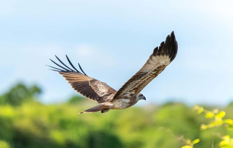 Private Yala Safari from Galle  Eco Jeep Adventure - An In-Depth Look at the Yala Safari Experience