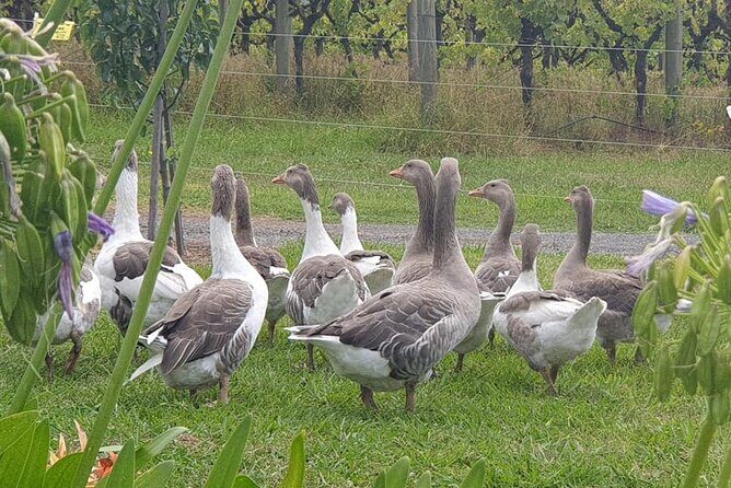 Private Yarra Valley Winery & Healesville Sanctuary Tours - Final Thoughts