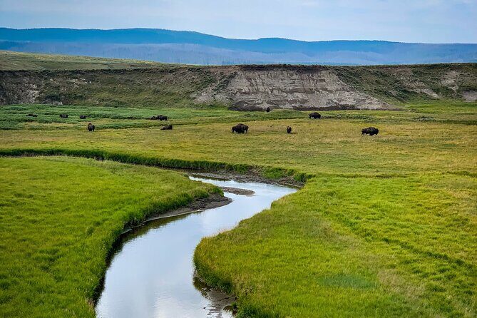 Private Yellowstone Highlights Tour - Price and Value