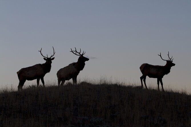 Private Yellowstone Highlights Tour - Who Should Consider This Tour?