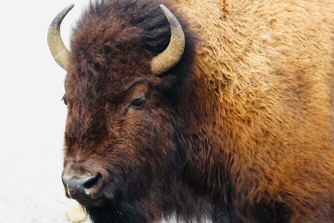 Private Yellowstone Lower Loop Tour - FAQ