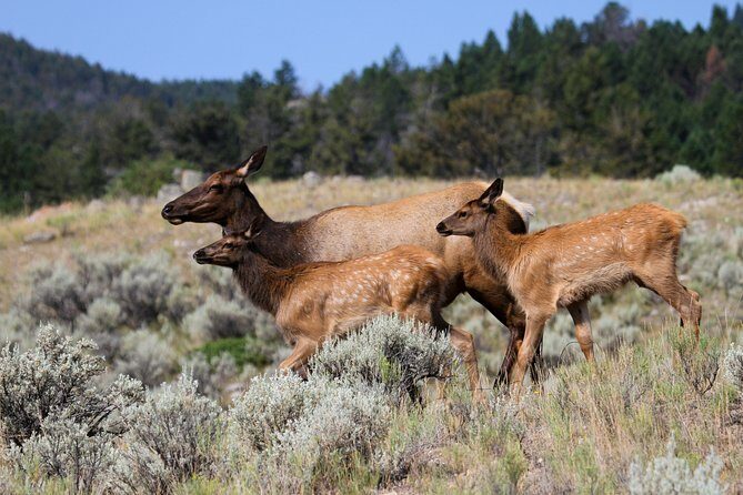 Private Yellowstone National Park Sightseeing Tour with Lunch - Unpacking the Yellowstone Experience: What You’ll See and Do