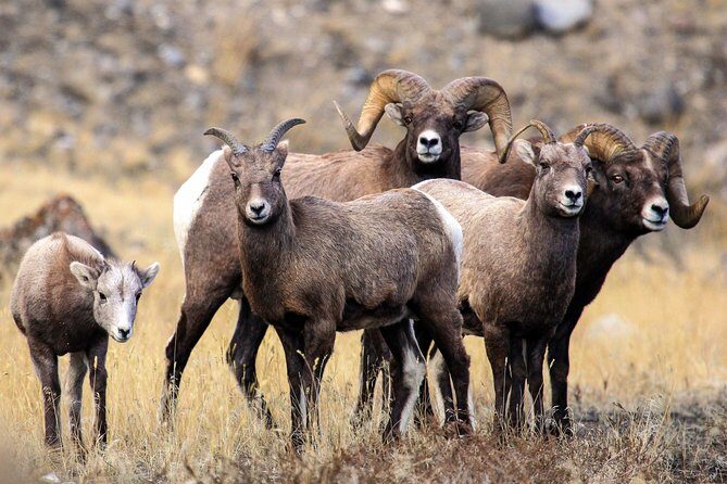 Private Yellowstone National Park Sightseeing Tour with Lunch - Final Thoughts