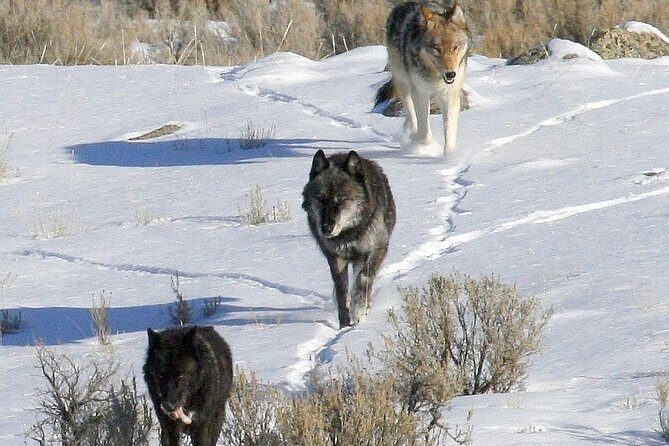Private Yellowstone National Park Sightseeing Tour with Lunch - Frequently Asked Questions