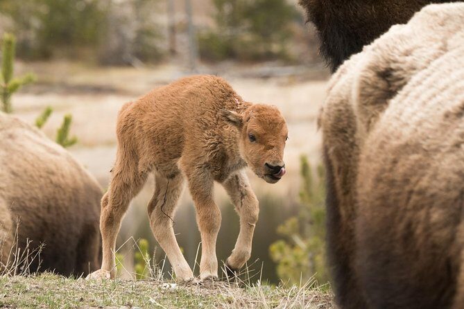 Private Yellowstone Old Faithful and Lower Loop Tour - A Deep Dive into the Yellowstone Private Tour