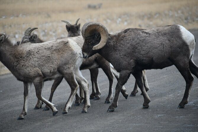 Private Yellowstone Park Van Tours from Bozeman and Big Sky - What’s the Experience Like on the Ground?