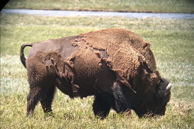 PRIVATE Yellowstone Tour 4 or more people- Picnic, Binoculars, Spotting Scope - Lunch and Comfort