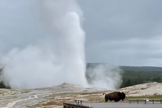 PRIVATE Yellowstone Tour 4 or more people- Picnic, Binoculars, Spotting Scope - The Benefit of Private, Customized Exploration