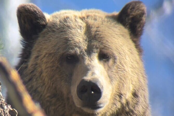 Private Yellowstone Tour: ICONIC Sites, Wildlife, Family Friendly Hikes + lunch - The Sum Up: Why Choose This Yellowstone Tour?