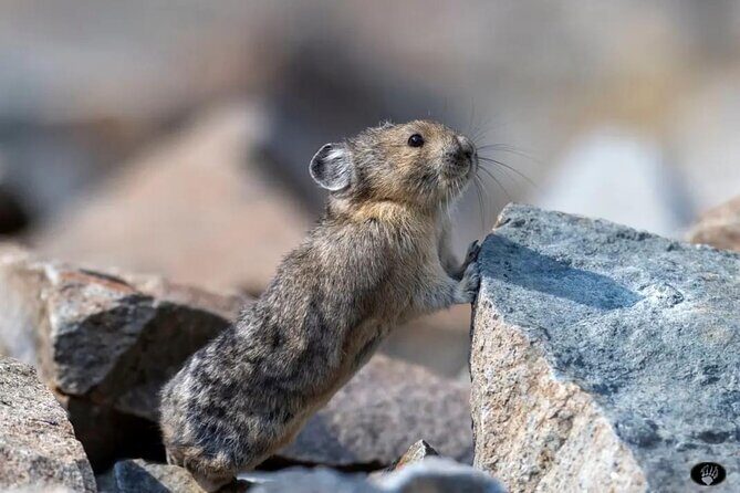 Private Yellowstone Wildlife and Photo Tours Upper Loop Cody Wy - What’s the True Value?