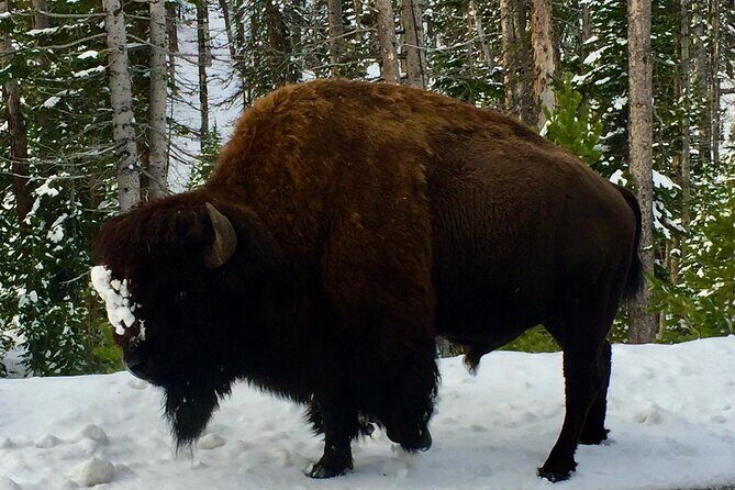 Private Yellowstone Wildlife and Photo Tours Upper Loop Cody Wy - Frequently Asked Questions