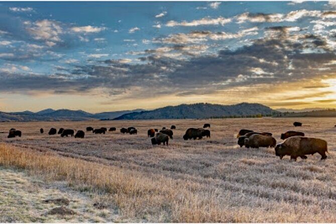Private Yellowstone Wildlife and Photo Tours Upper Loop Cody Wy - Final Thoughts