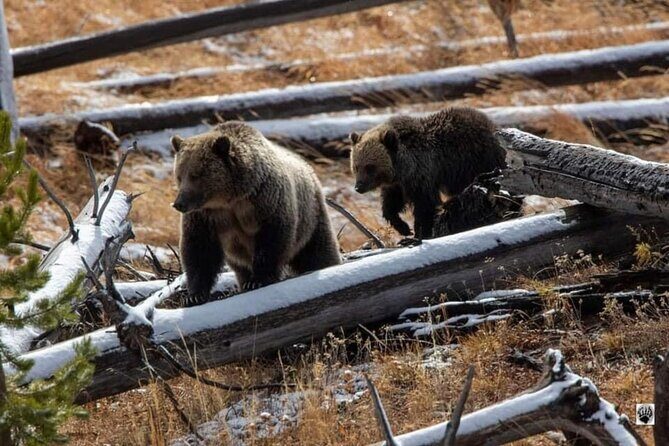 Private Yellowstone Wildlife and Photo Tours West Yellowstone - A Detailed Look at the Yellowstone Experience