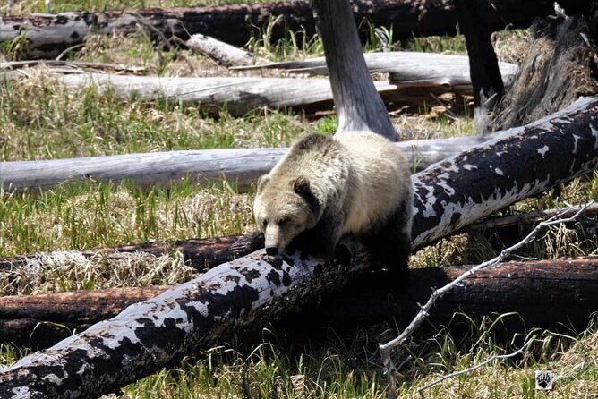 Private Yellowstone Wildlife and Photo Tours West Yellowstone - The Sum Up