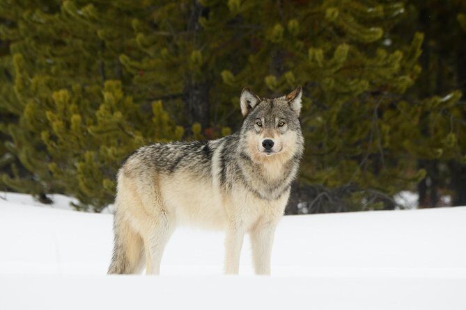 Private Yellowstone Wildlife Sightseeing Tour - Key Points