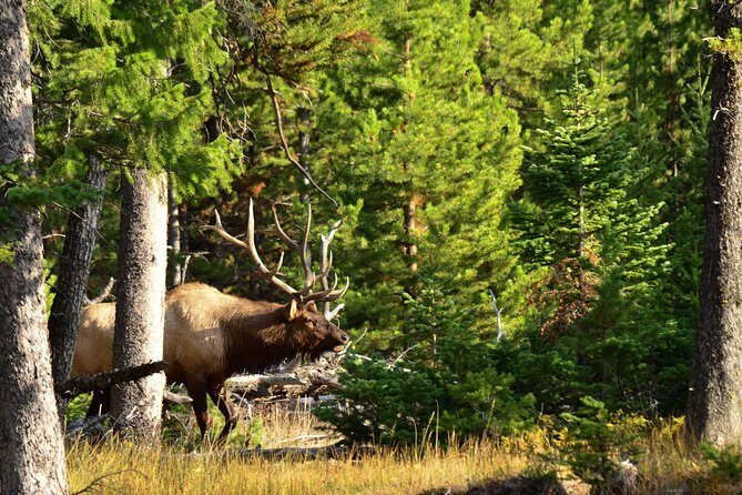 Private Yellowstone Wildlife Sightseeing Tour - FAQ