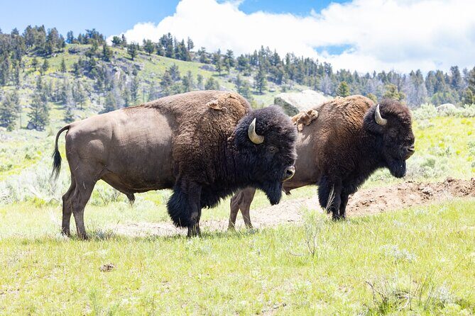 Private Yellowstone Wildlife Tour for Up to 10 Guests - A Deep Dive Into the Experience