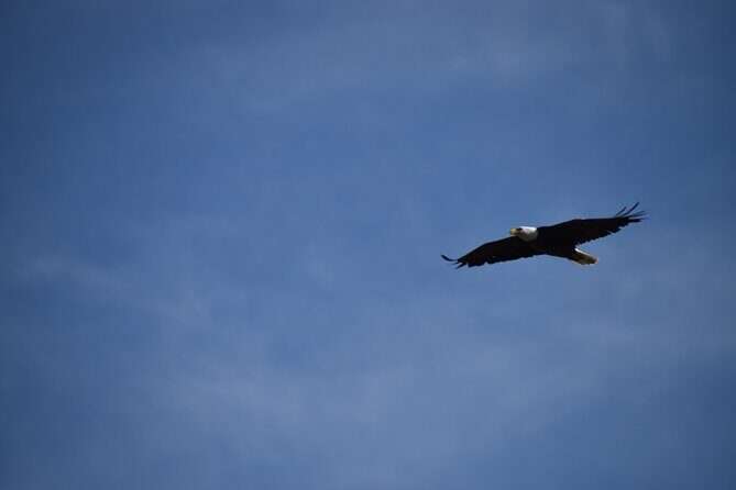 Private Yellowstone Wildlife Tour for Up to 10 Guests - The Sum Up