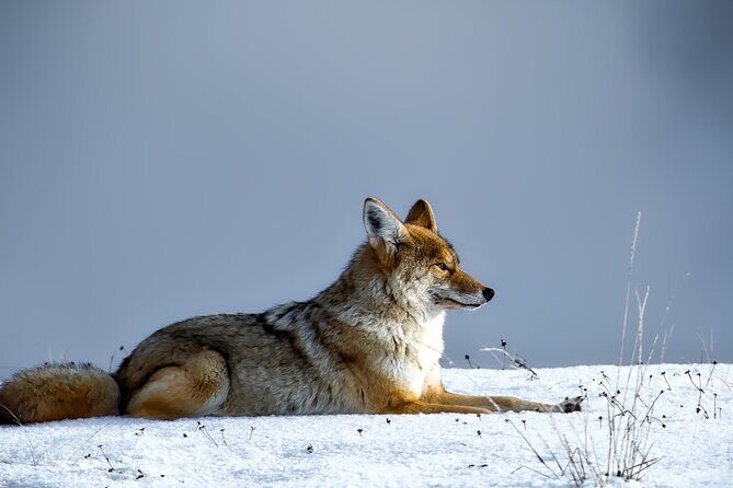 Private Yellowstone Wildlife Tour for Up to 10 Guests - FAQs