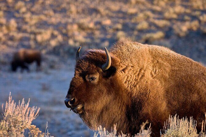 Private Yellowstone Wildlife Tours & Photo Safaris - Half Day - An Authentic Look at the Private Yellowstone Wildlife & Photo Safari