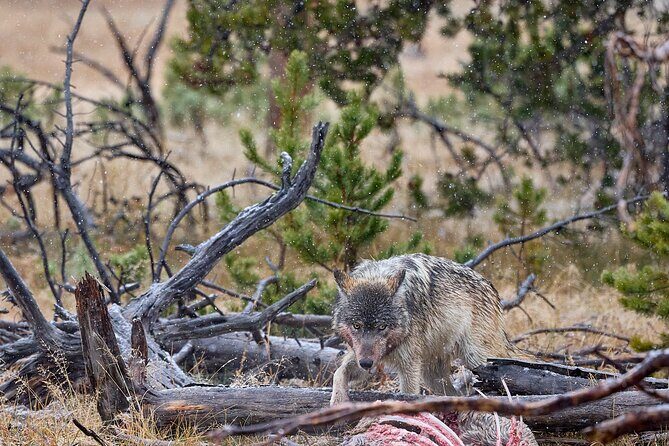 Private Yellowstone Wildlife Tours & Photo Safaris - Half Day - The Experience and Its Value