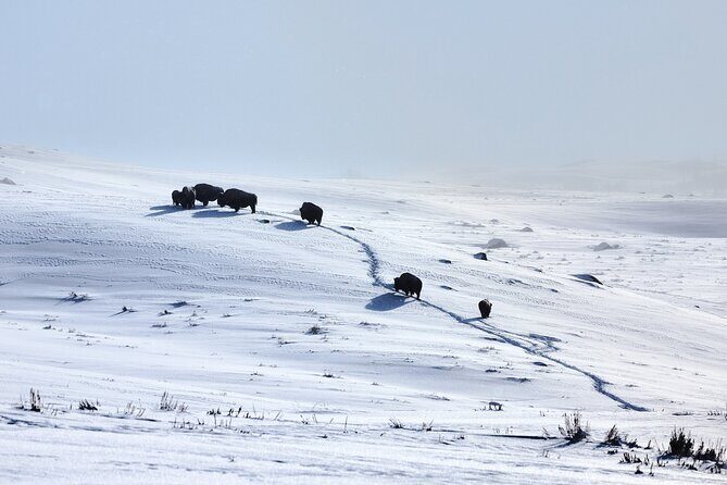 Private Yellowstone Wildlife Tours & Photo Safaris - Half Day - The Sum Up