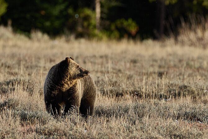 Private Yellowstone Wildlife Tours & Photo Safaris - Half Day - FAQ
