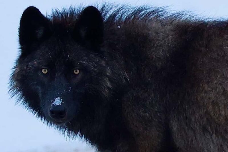 Private Yellowstone Winter Safari and Wolf Watching Tour - An In-Depth Look at the Yellowstone Winter Safari