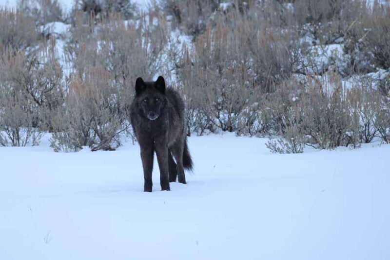 Private Yellowstone Winter Safari and Wolf Watching Tour - The Sum Up