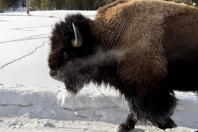 Private Yellowstone Winter Wildlife Safari Guided Tour - The Practical Details