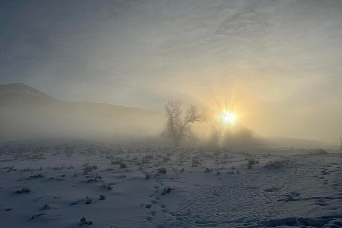 Private Yellowstone Winter Wildlife Safari Guided Tour - Who Should Consider This Tour?