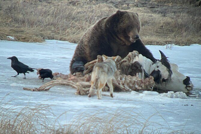 Private Yellowstone Winter Wildlife Safari Guided Tour - FAQs