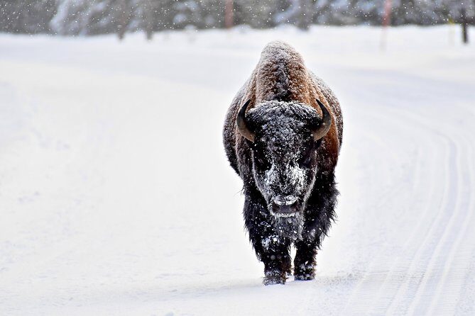 Private Yellowstone Winter Wolf Watching and Wildlife Safari - The Itinerary in Detail