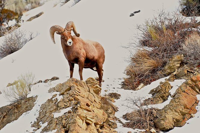 Private Yellowstone Winter Wolf Watching and Wildlife Safari - What to Expect on the Day