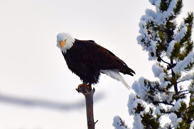 Private Yellowstone Winter Wolf Watching and Wildlife Safari - Authentic Experiences and the Value of Knowledge